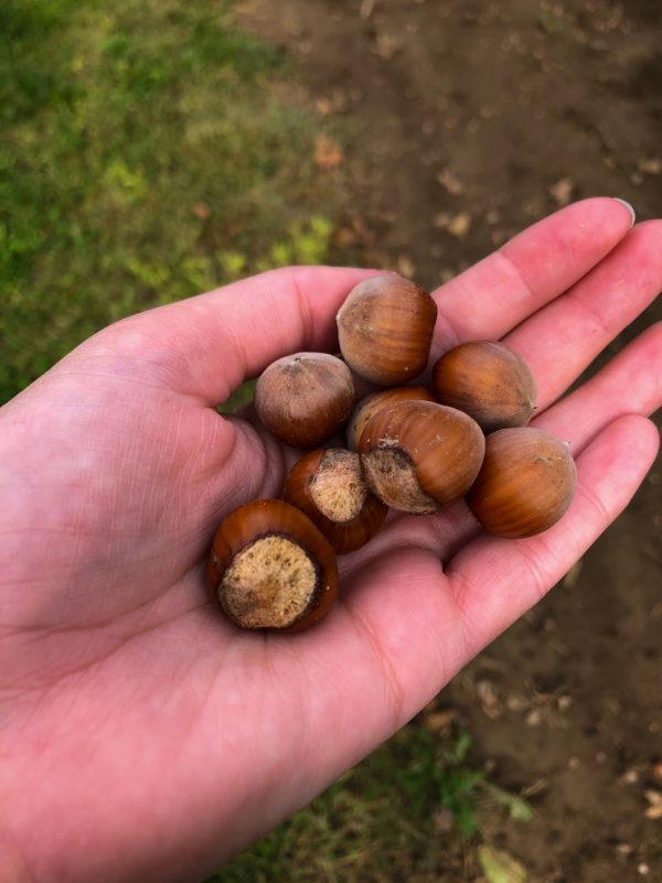 Nutrition Facts & Health Benefits – Ontario Hazelnut Association