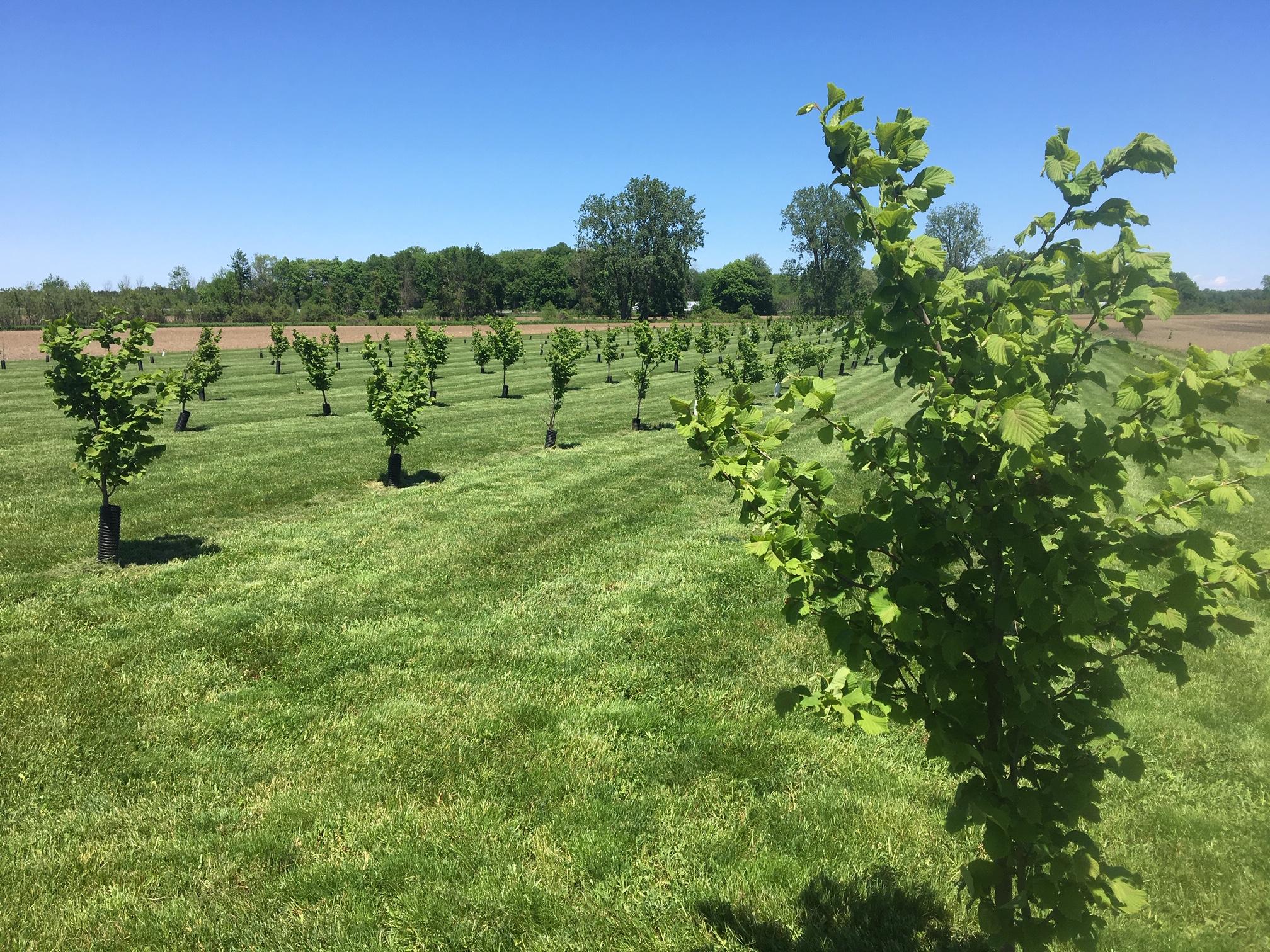 ABOUT – Ontario Hazelnut Association